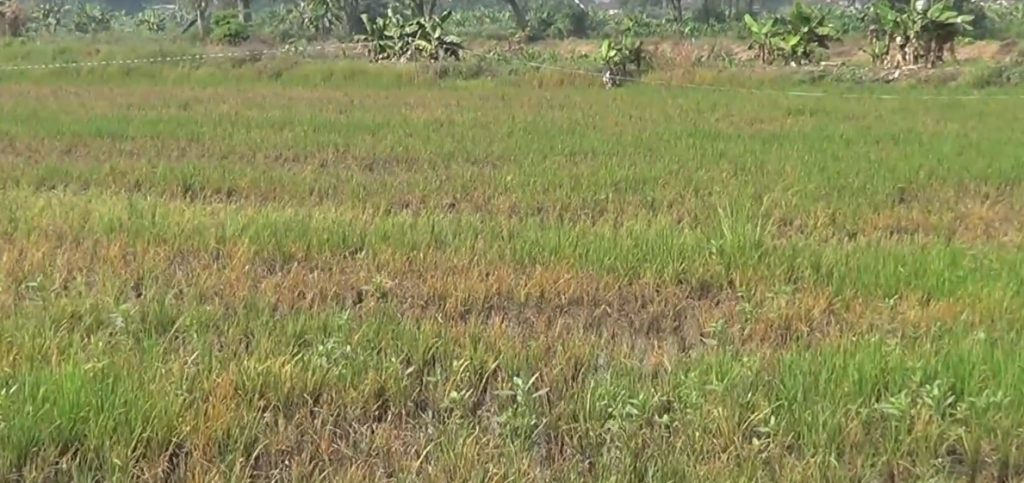Terancam Puso, Puluhan Hektar Sawah di Lamongan Terserang Hama Wereng ...